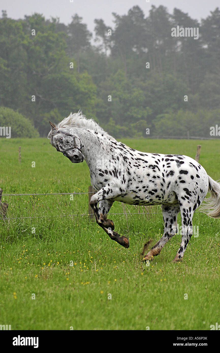Knabstrupper horse immagini e fotografie stock ad alta risoluzione - Alamy