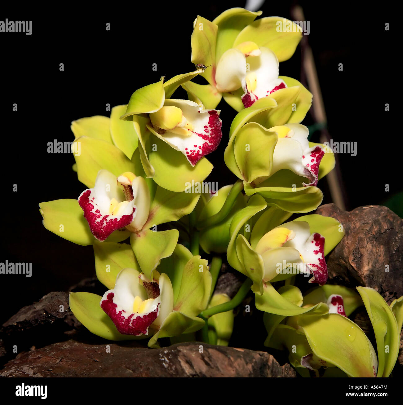 Orchideen vielfalt immagini e fotografie stock ad alta risoluzione - Alamy
