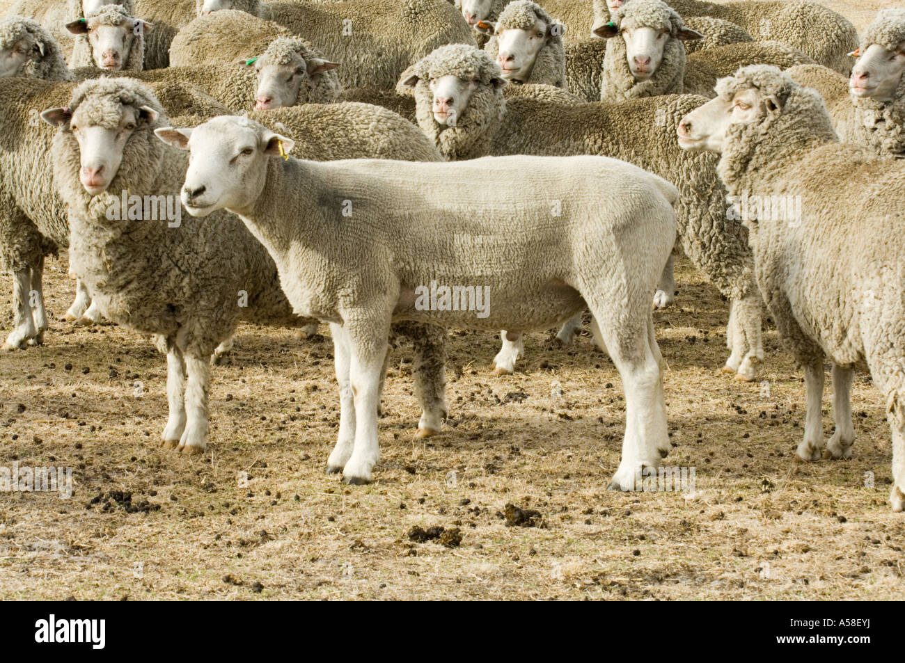 Pecore merino immagini e fotografie stock ad alta risoluzione - Alamy