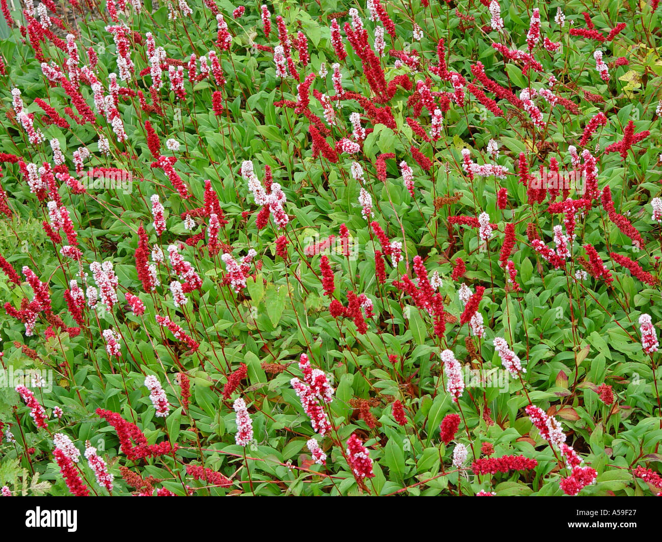 Persicaria affinis immagini e fotografie stock ad alta risoluzione - Alamy