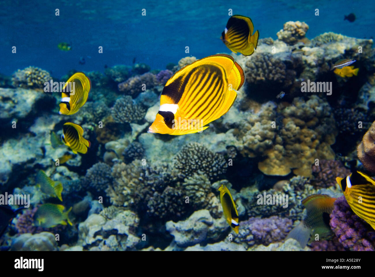RACOON BUTTERFLYFISH pesci farfalla CHAETODON Fasciatus MAR ROSSO Sharm ...