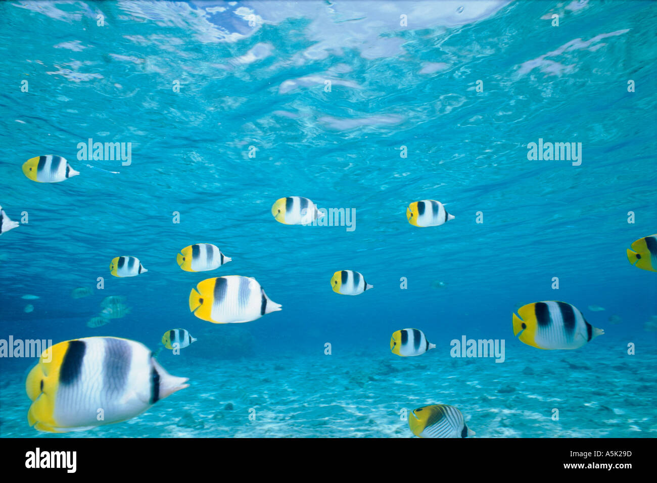 Sella doppia immagini e fotografie stock ad alta risoluzione - Alamy