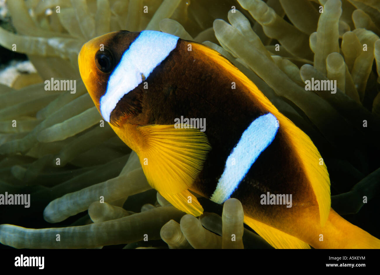 Red sea clownfish immagini e fotografie stock ad alta risoluzione - Alamy