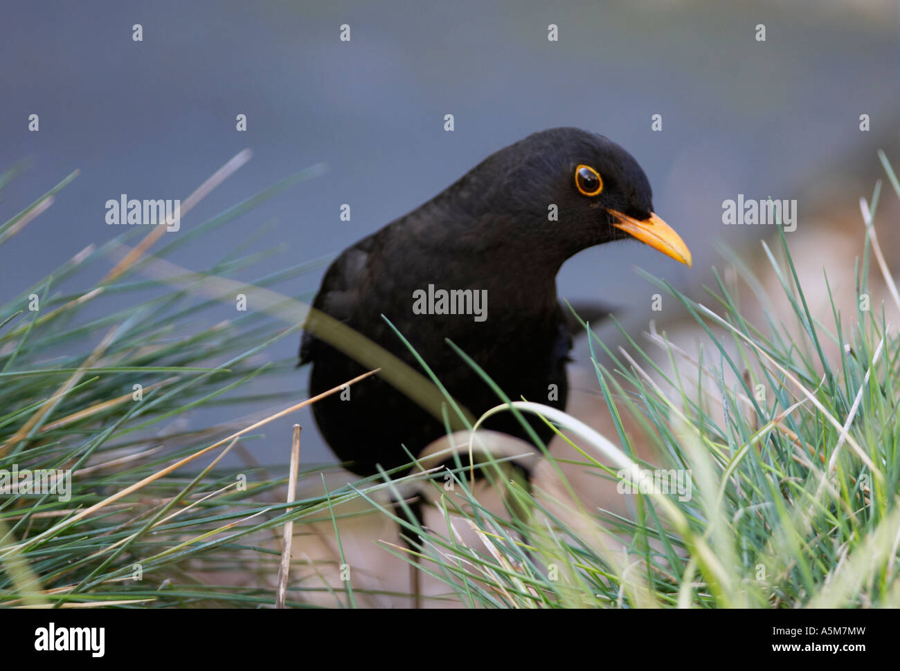 Merlo maschio in giardino immagini e fotografie stock ad alta ...