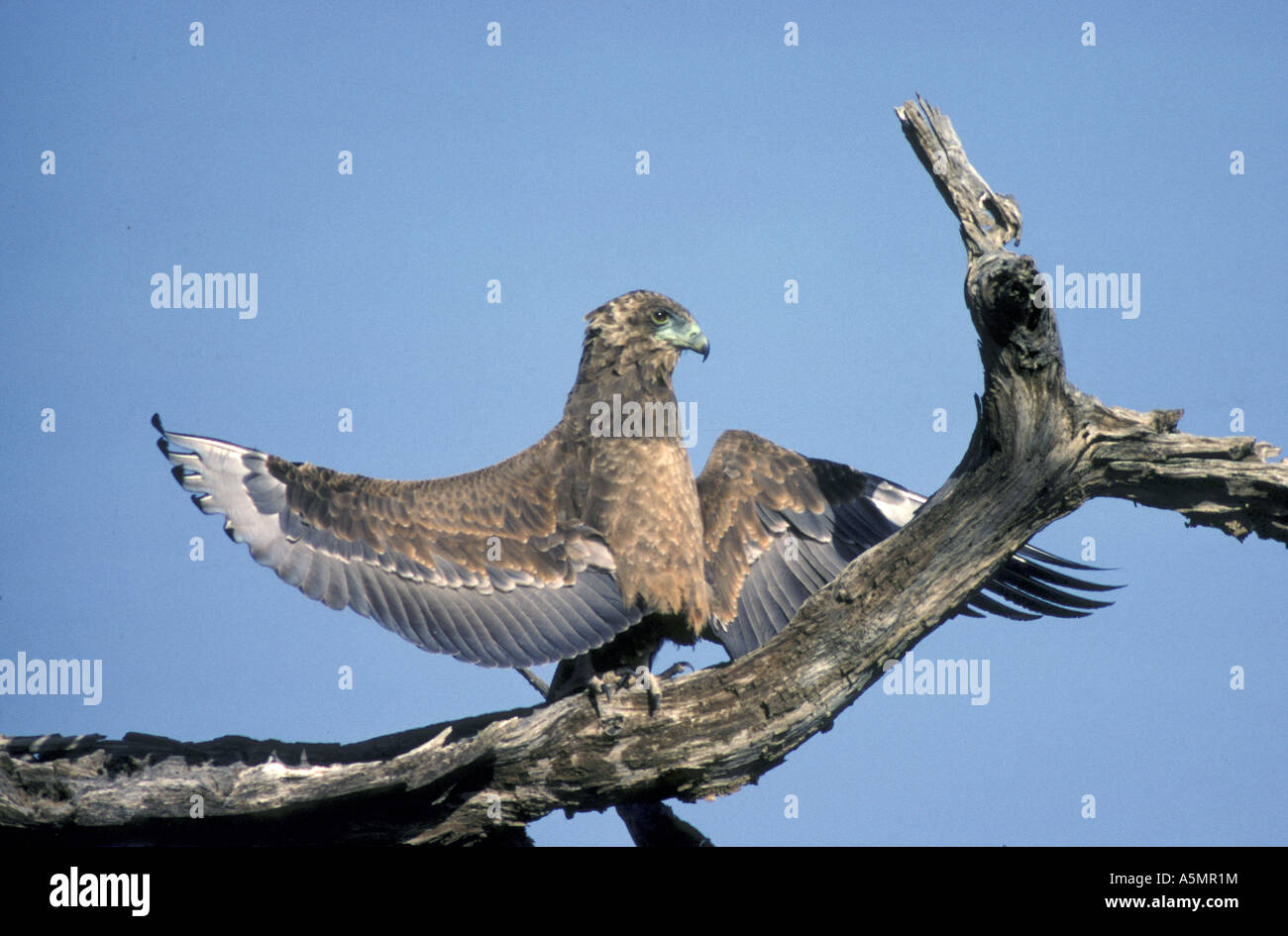 Ali di un'aquila immagini e fotografie stock ad alta risoluzione - Alamy