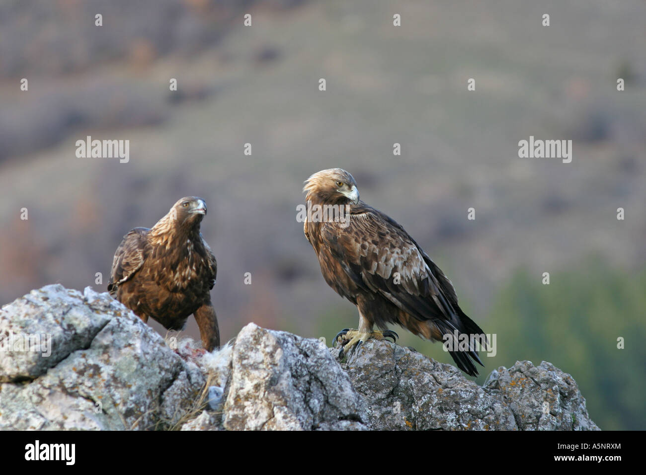 Golden eagle aquila chrysaetos adults immagini e fotografie stock ad ...