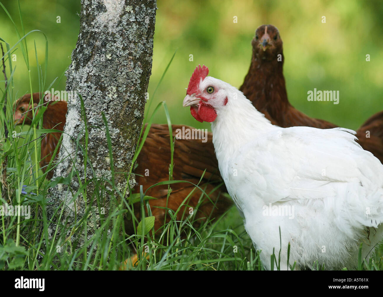 Le galline fanno immagini e fotografie stock ad alta risoluzione - Alamy