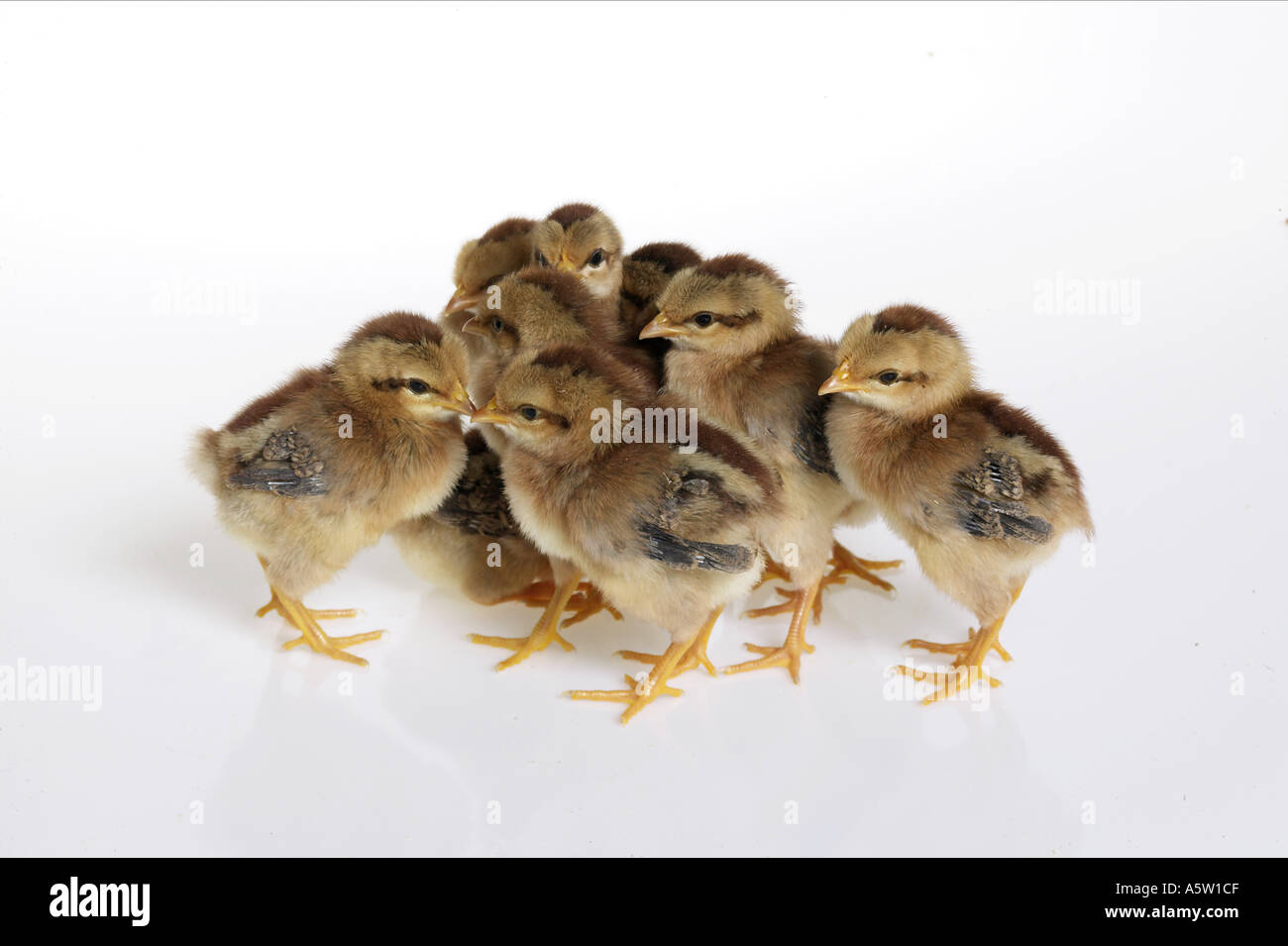 Pulcini vari animali immagini e fotografie stock ad alta risoluzione ...