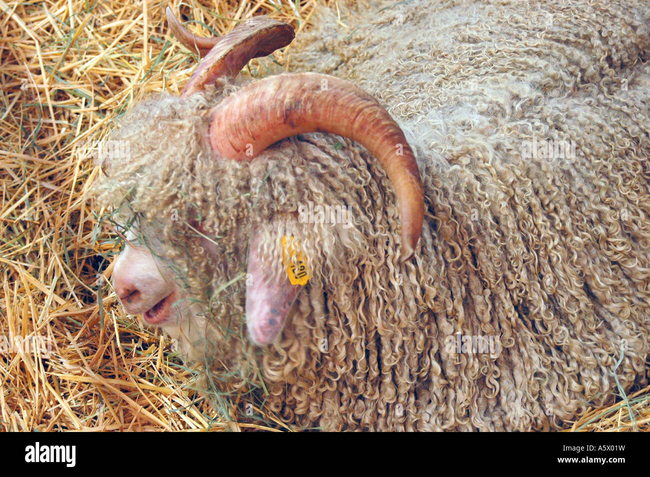 Mohair goat immagini e fotografie stock ad alta risoluzione - Alamy