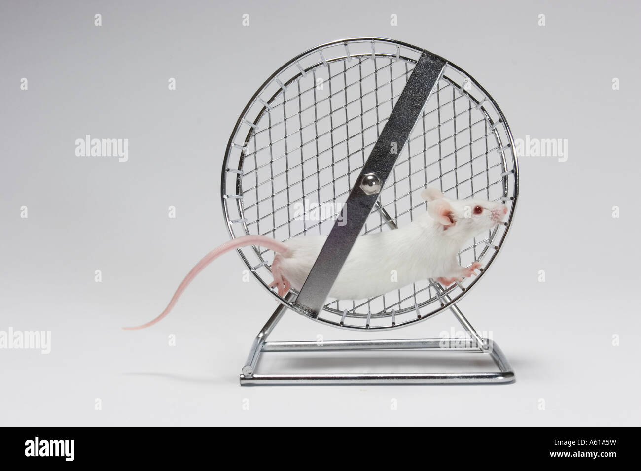 Mouse a ruota immagini e fotografie stock ad alta risoluzione - Alamy