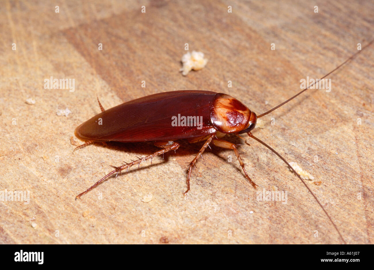 Scarafaggio americano immagini e fotografie stock ad alta risoluzione ...