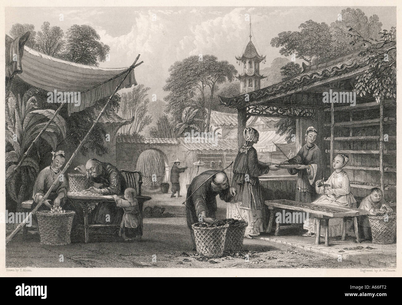 Nutrire i bachi da seta immagini e fotografie stock ad alta risoluzione ...