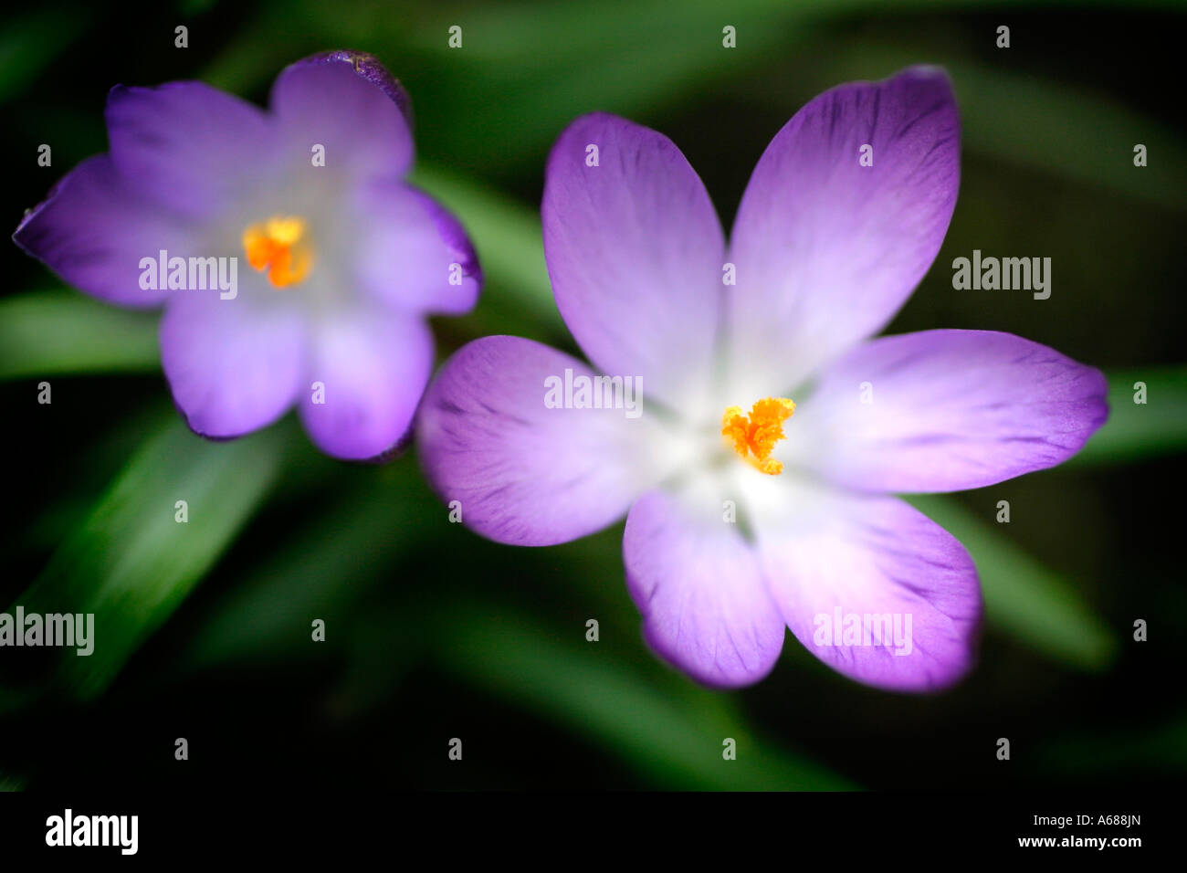 Crocus in fiore immagini e fotografie stock ad alta risoluzione - Alamy