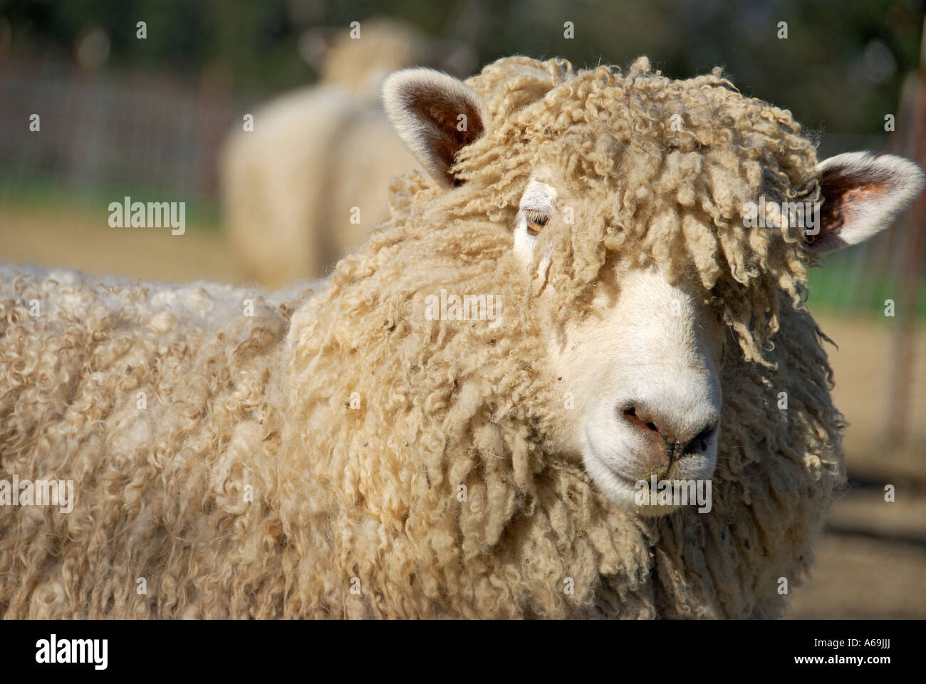 Pecore merino immagini e fotografie stock ad alta risoluzione - Alamy