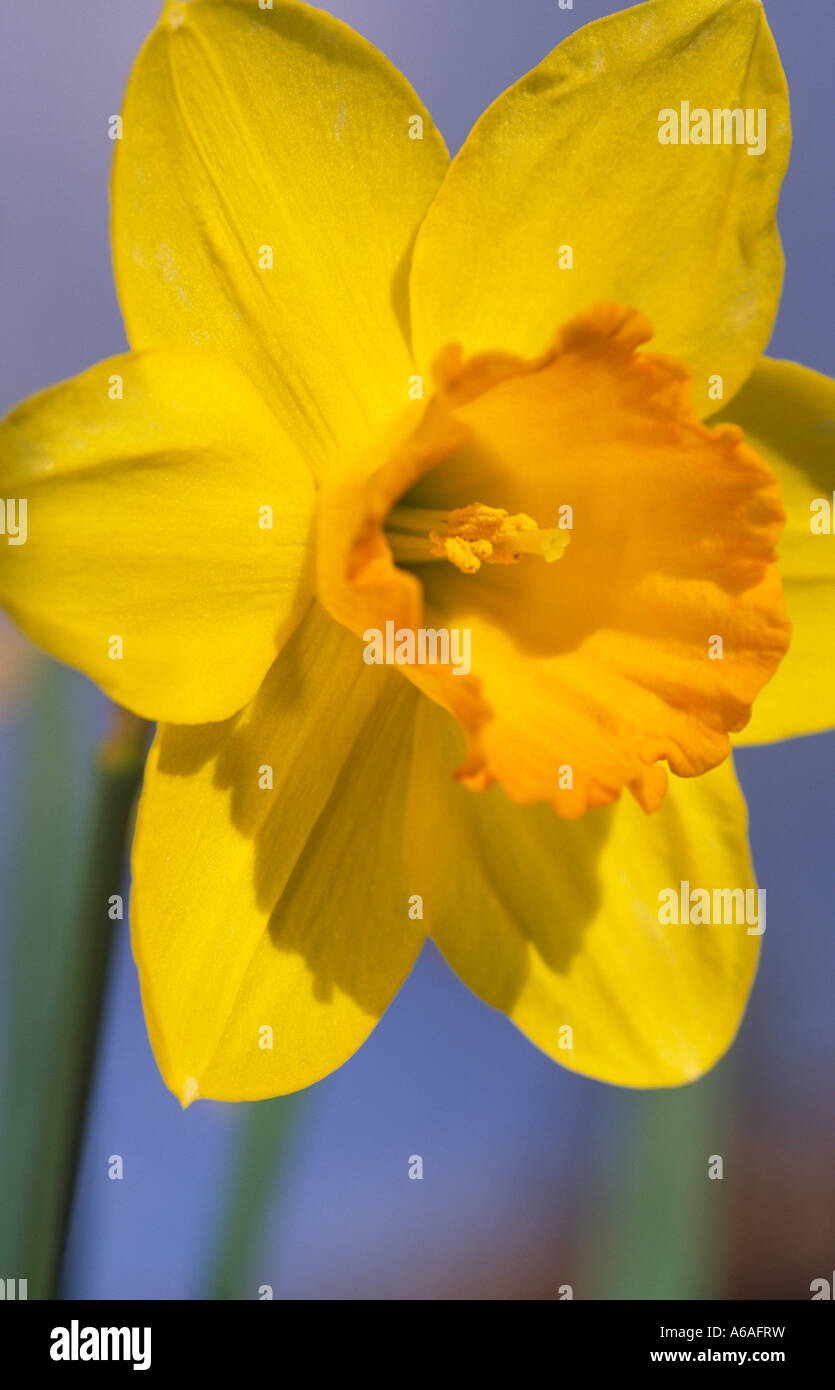 L'emblema nazionale simbolo del Galles il daffodil Foto stock - Alamy