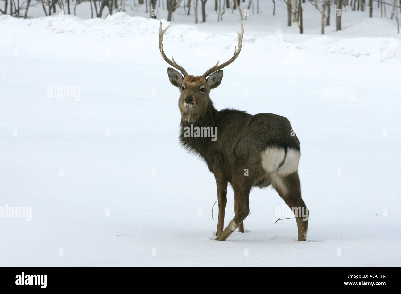Maschio cervo sika immagini e fotografie stock ad alta risoluzione - Alamy