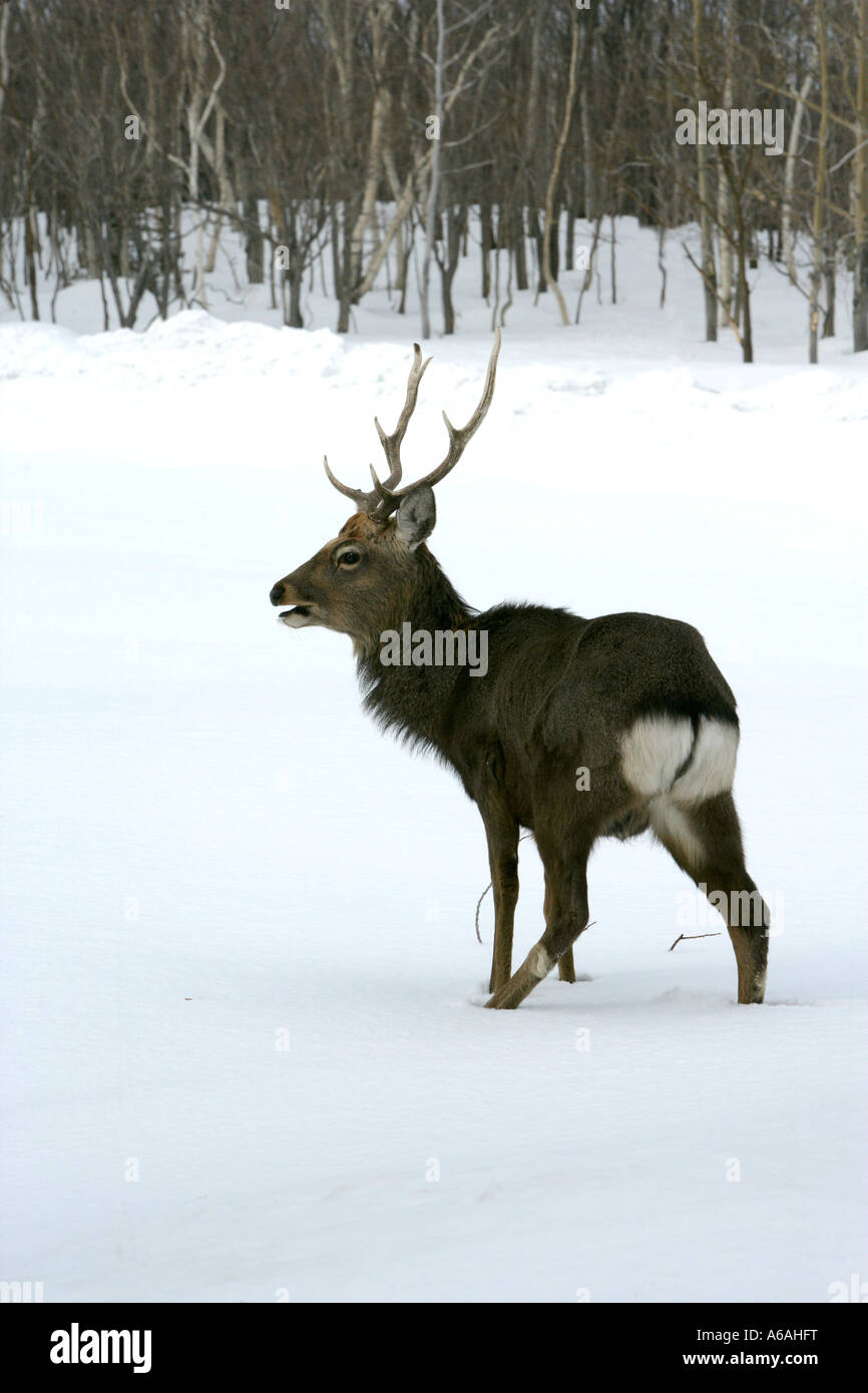 Maschio cervo sika immagini e fotografie stock ad alta risoluzione - Alamy