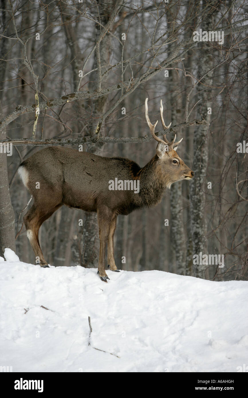 Maschio cervo sika immagini e fotografie stock ad alta risoluzione - Alamy