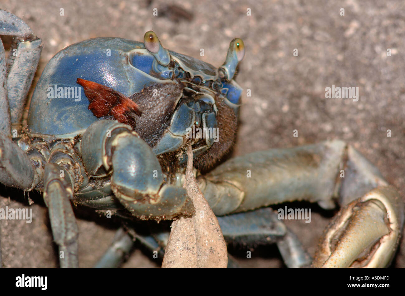 Great land crab immagini e fotografie stock ad alta risoluzione - Alamy