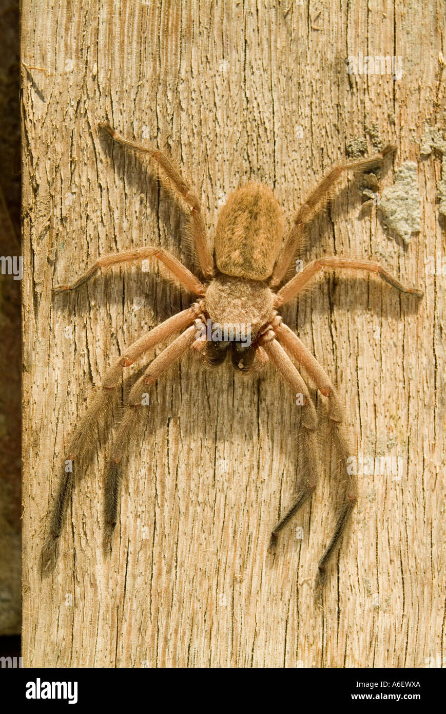 Huntsman spiders immagini e fotografie stock ad alta risoluzione - Alamy