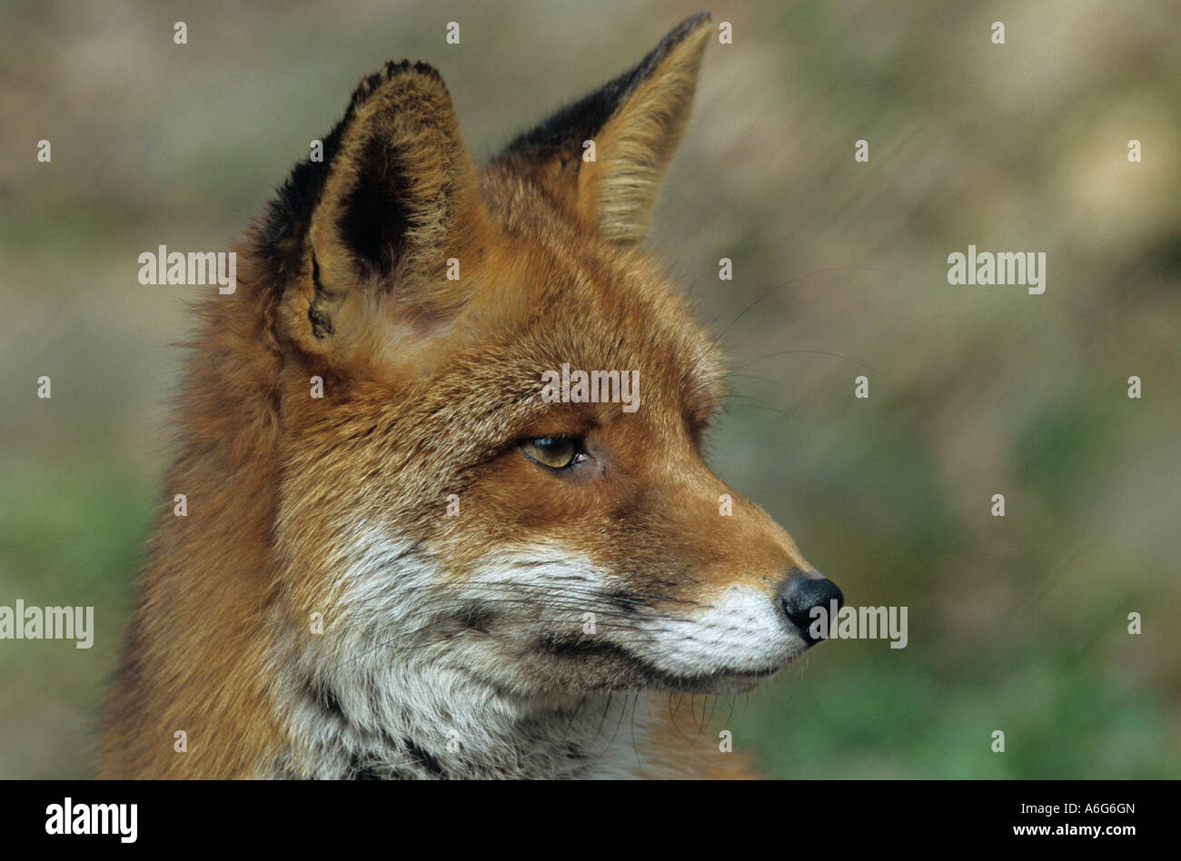 Muso della volpe immagini e fotografie stock ad alta risoluzione - Alamy