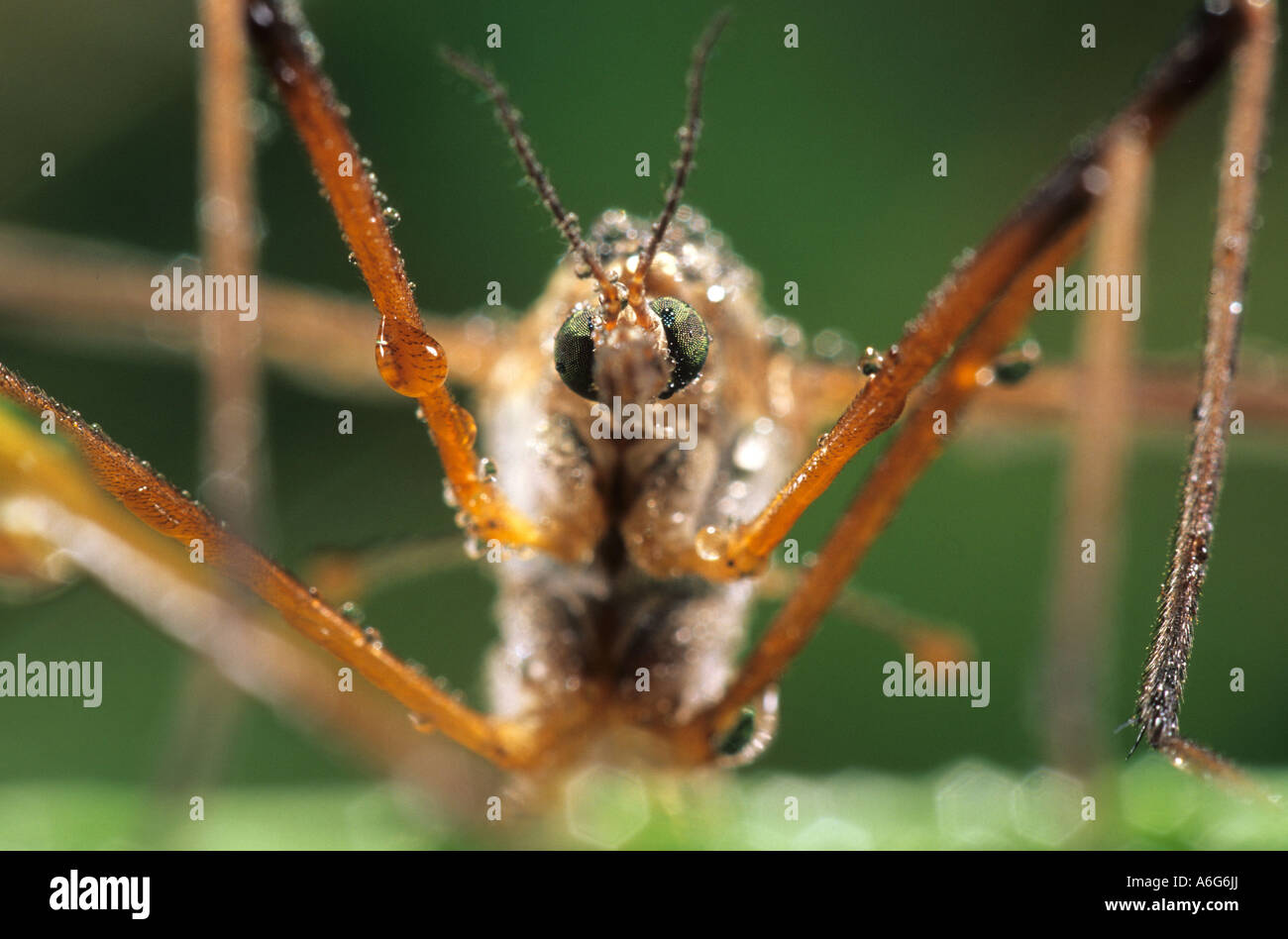 Crane fly tipula oleracea immagini e fotografie stock ad alta ...