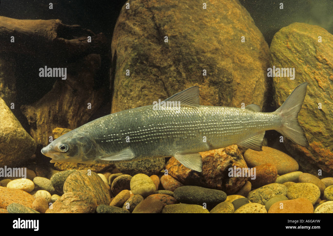 Coregonus oxyrinchus immagini e fotografie stock ad alta risoluzione ...