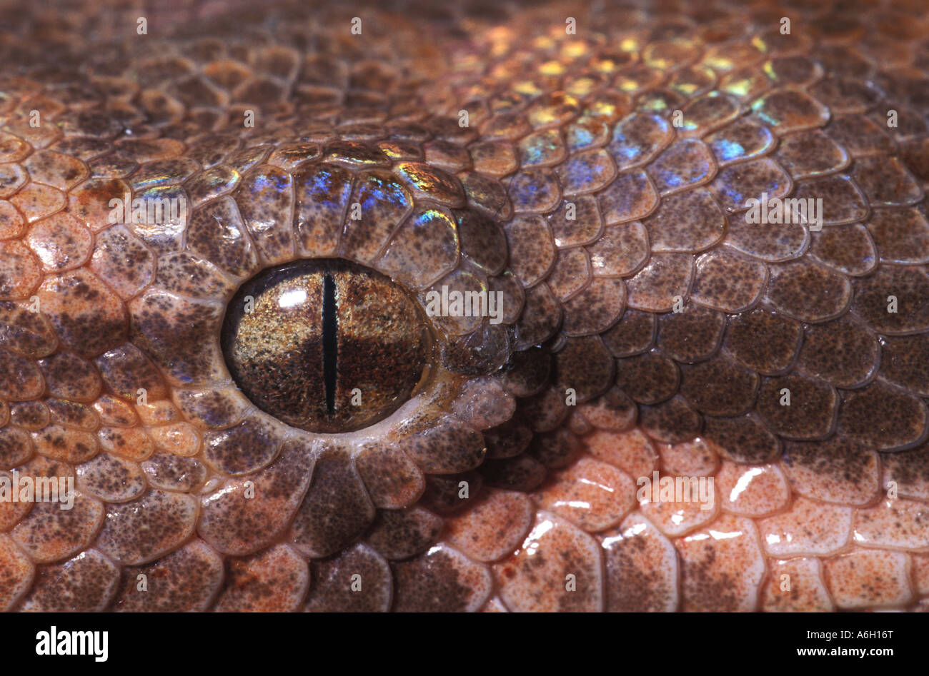Anatomia dei serpenti immagini e fotografie stock ad alta risoluzione ...