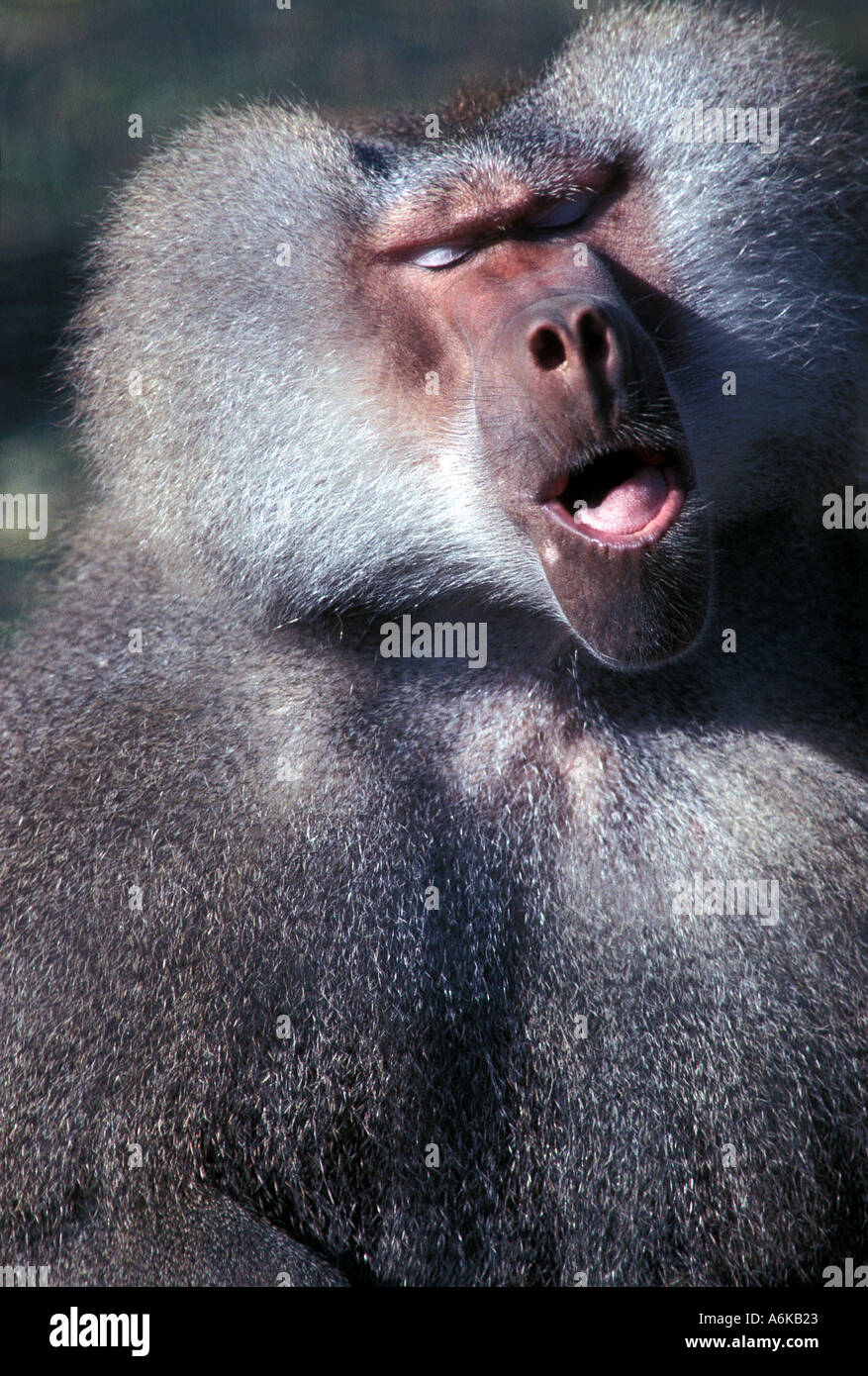 Babbuino sacro immagini e fotografie stock ad alta risoluzione - Alamy