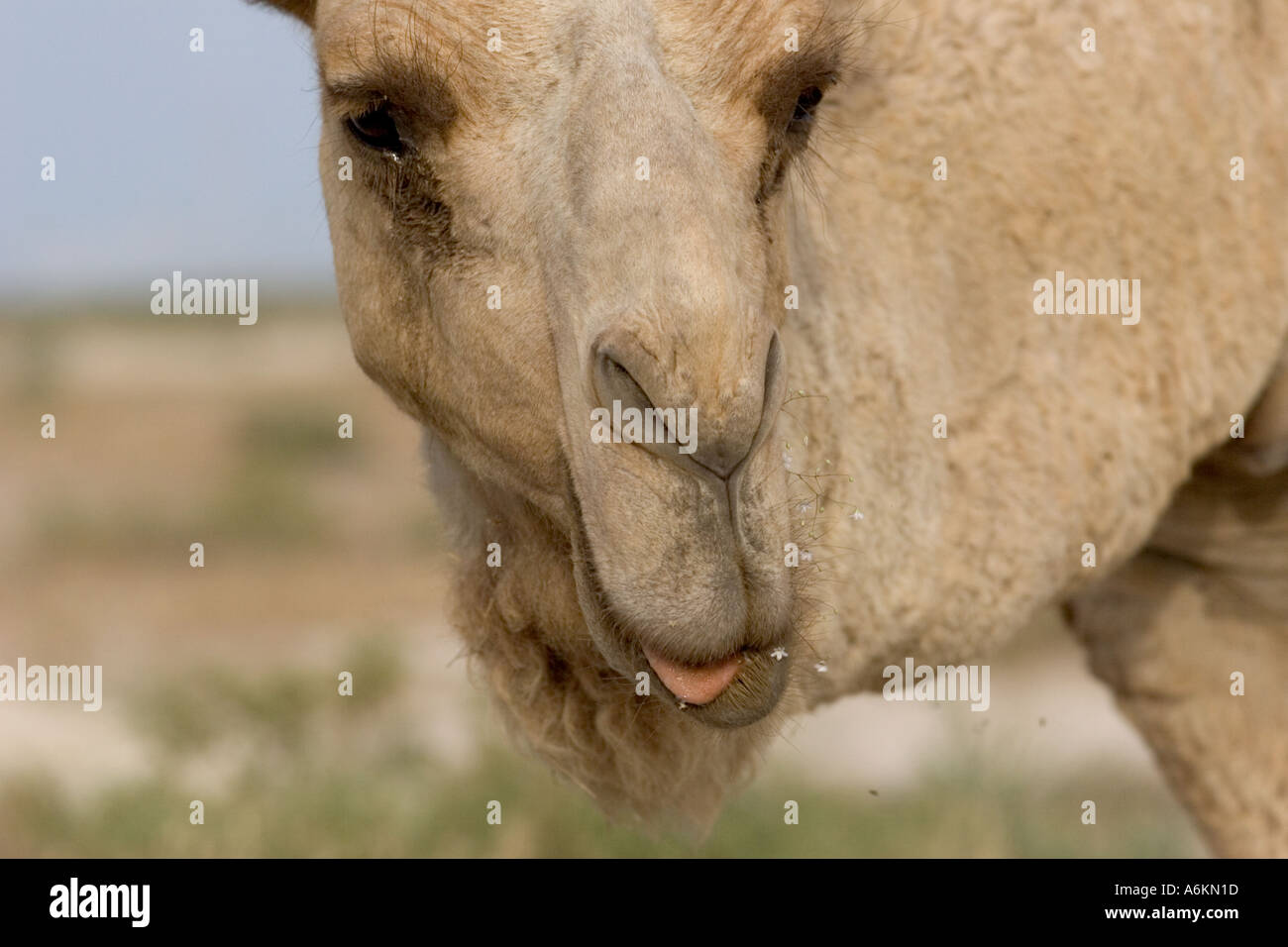Lingua di cammello immagini e fotografie stock ad alta risoluzione - Alamy
