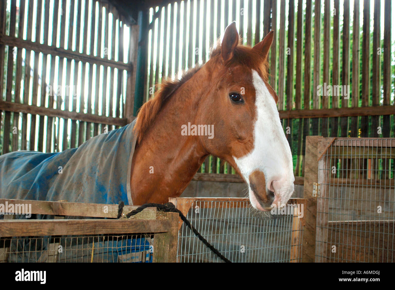 Cavallo in una stalla immagini e fotografie stock ad alta risoluzione ...