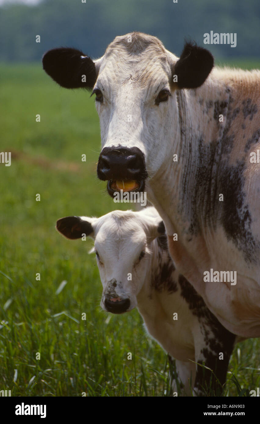 Toro di ayrshire immagini e fotografie stock ad alta risoluzione - Alamy