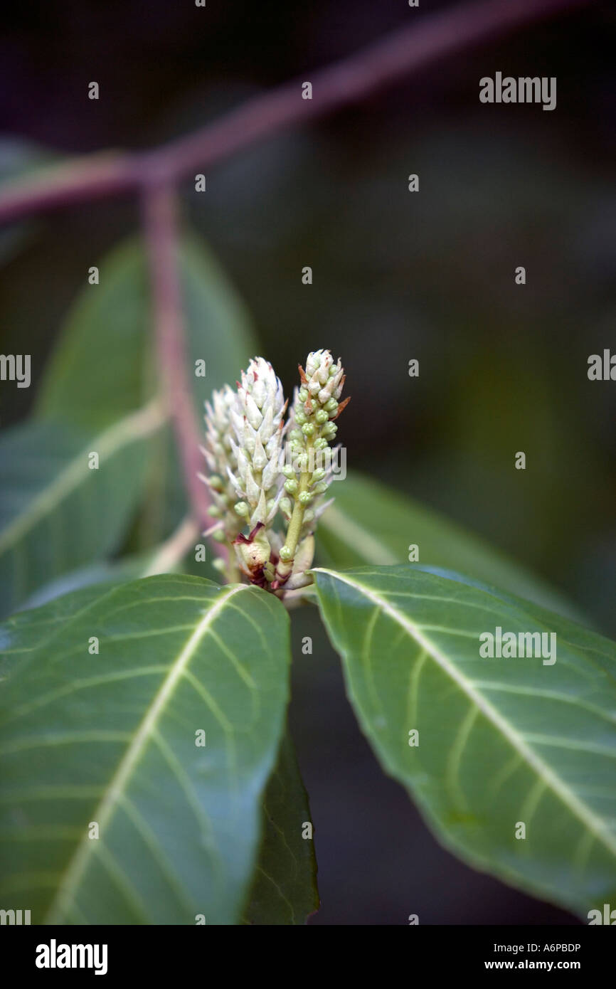 Albero di alloro inglese immagini e fotografie stock ad alta ...