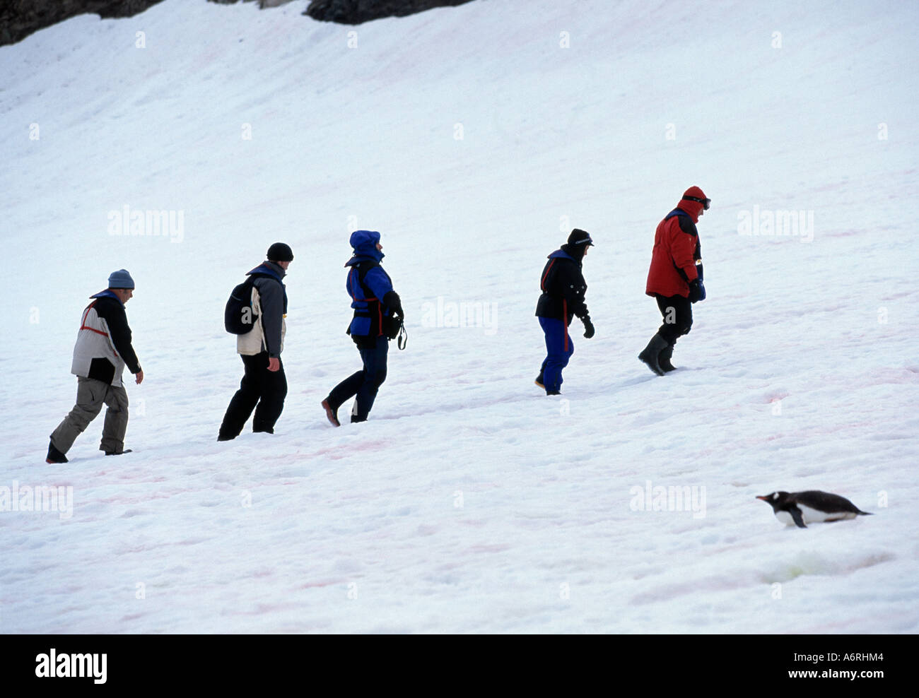 Di ghiaccio in Antartide, calotta antartica, antartica, continente di ...