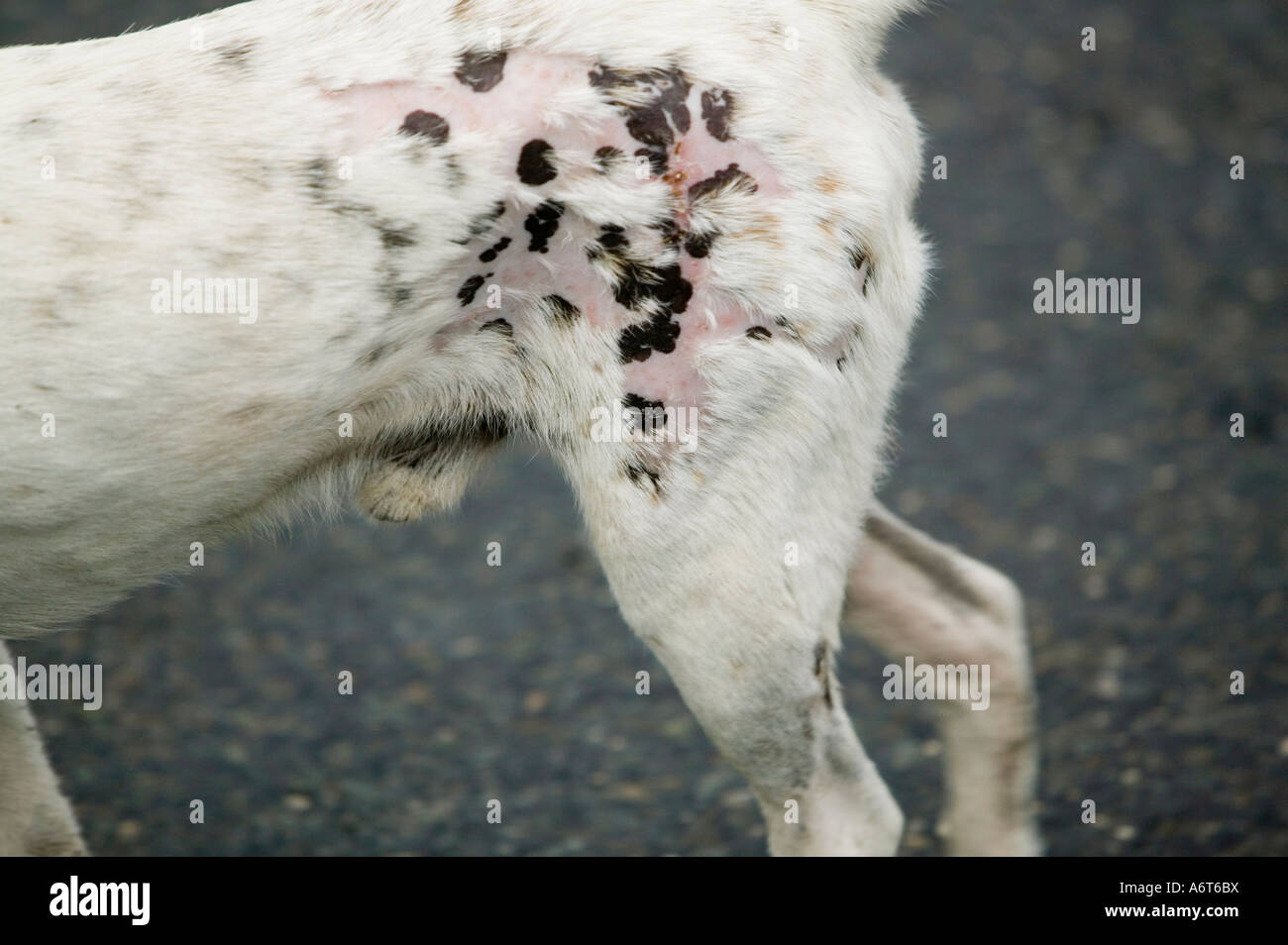 Rogna canina immagini e fotografie stock ad alta risoluzione - Alamy