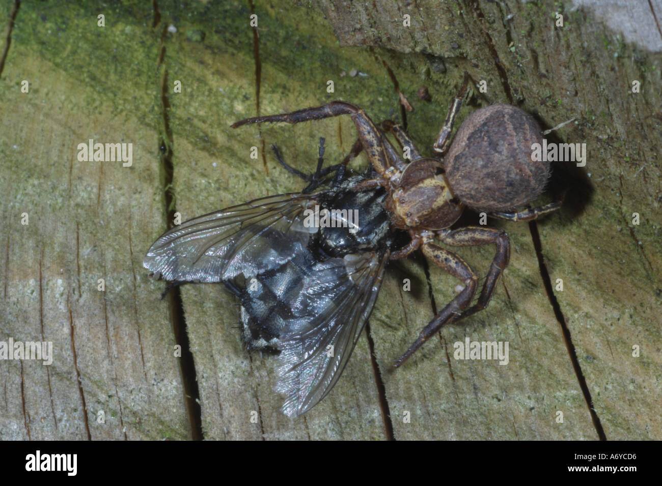 Ragno che mangia la mosca uk immagini e fotografie stock ad alta ...