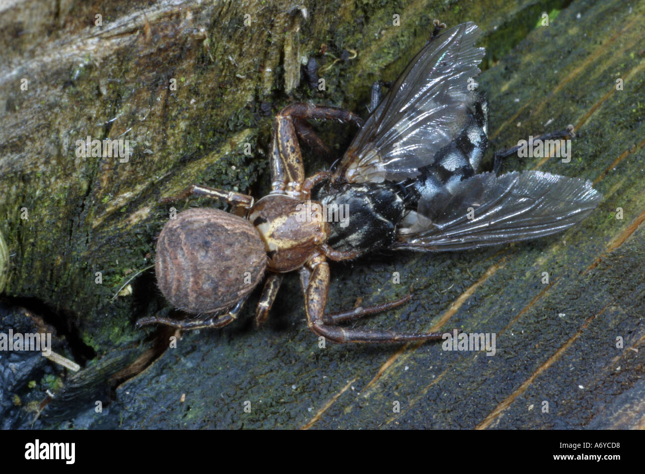 Ragno che mangia la mosca uk immagini e fotografie stock ad alta ...