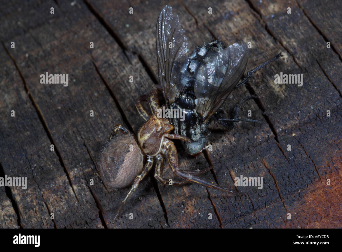 Ragno che mangia la mosca uk immagini e fotografie stock ad alta ...