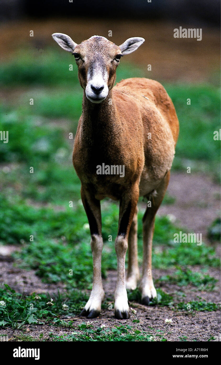 Zoologia / animali, mammifero / di mammifero, muflone, (Ovis ammon ...