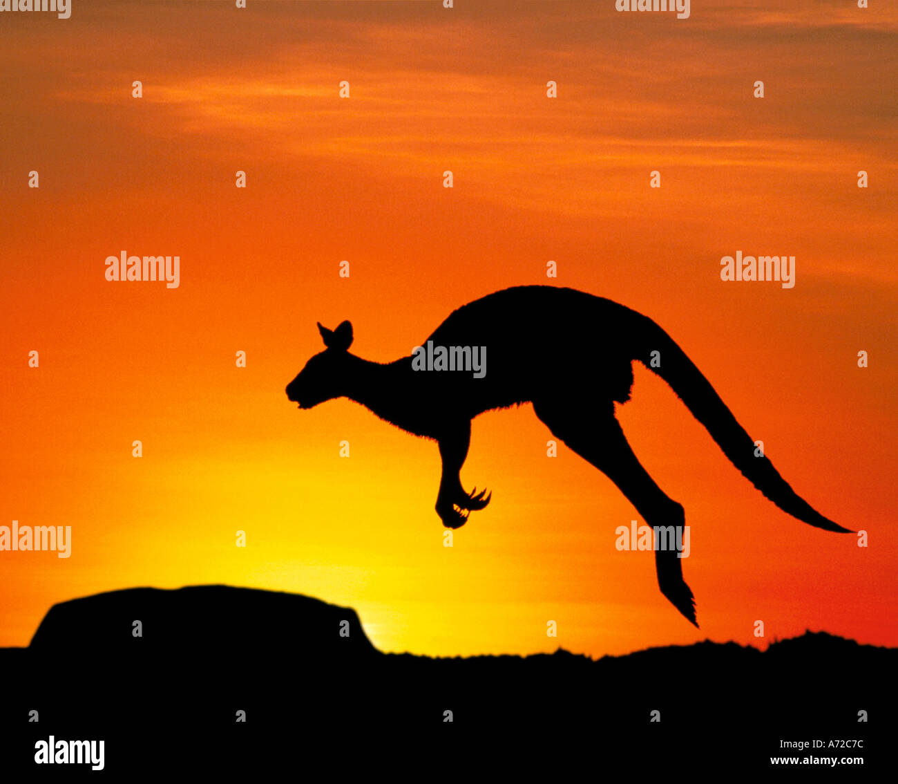 Sagoma Di Canguro Immagini e Fotos Stock - Alamy