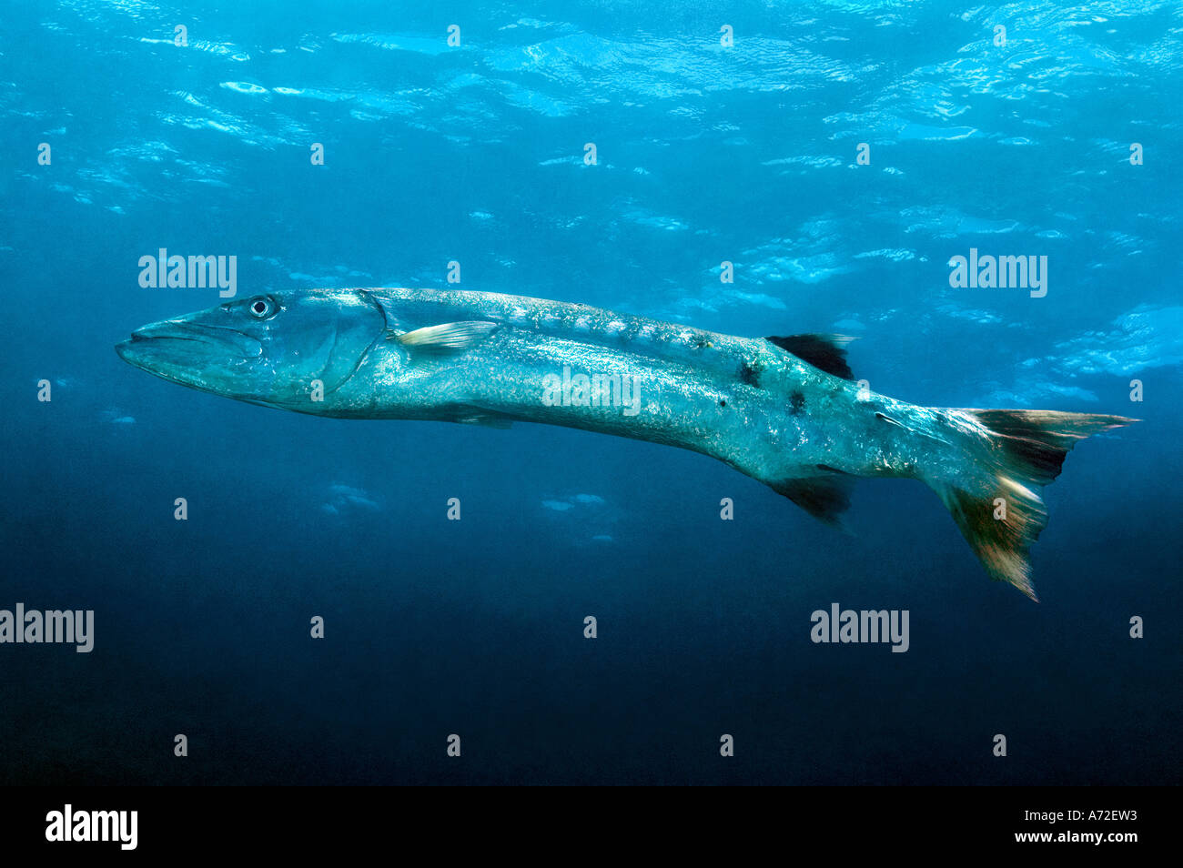 Species barracuda immagini e fotografie stock ad alta risoluzione - Alamy