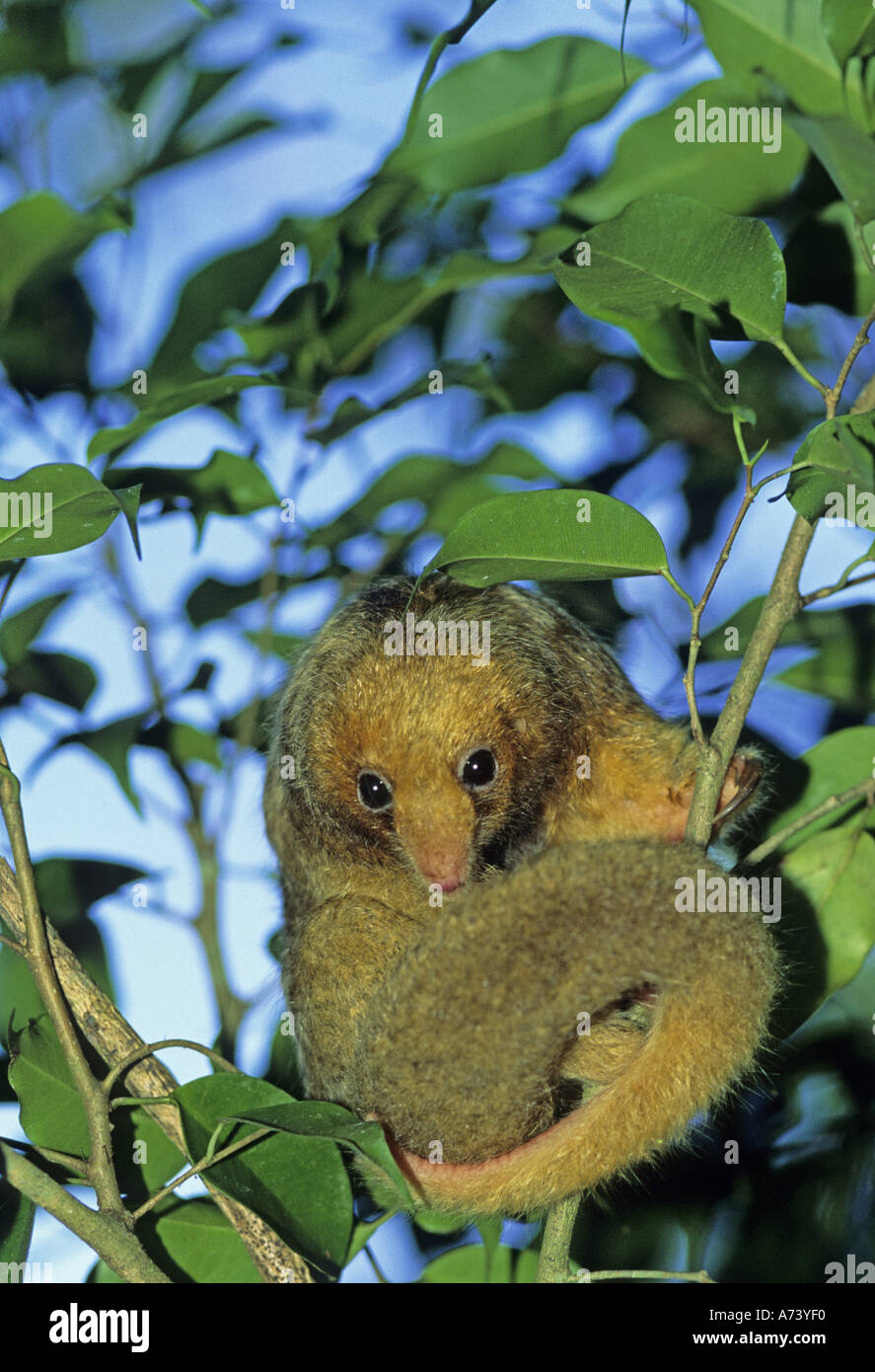 Ciclopi anteater immagini e fotografie stock ad alta risoluzione - Alamy