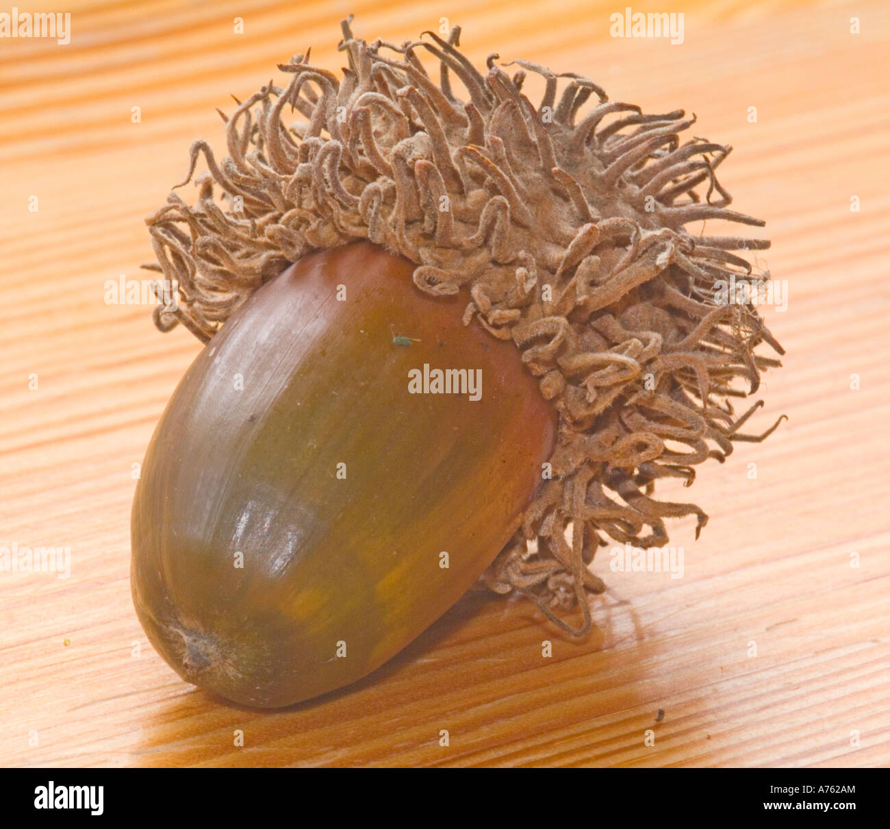 Quercus cerris ghianda immagini e fotografie stock ad alta risoluzione ...