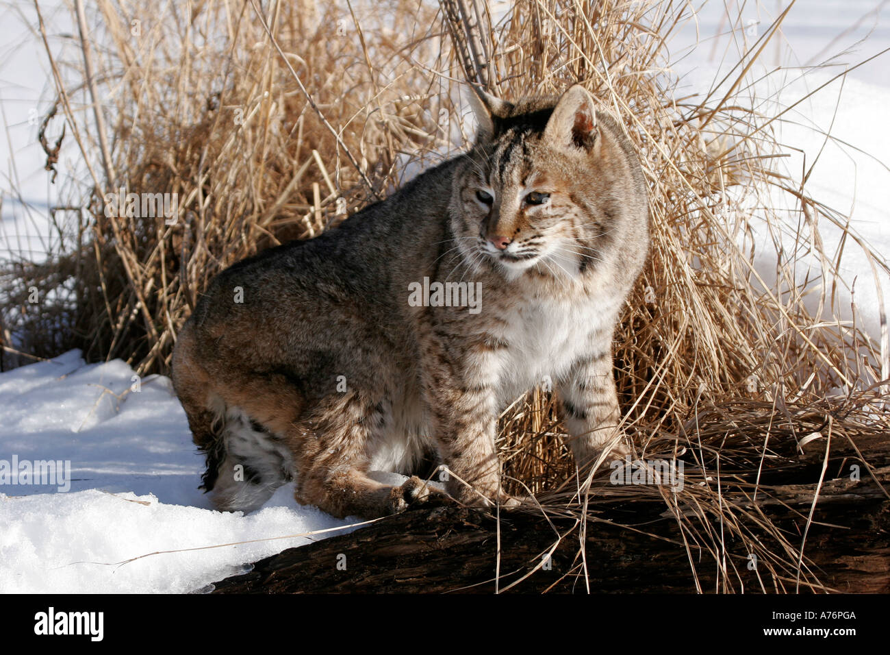 Tra i giunchi immagini e fotografie stock ad alta risoluzione - Alamy