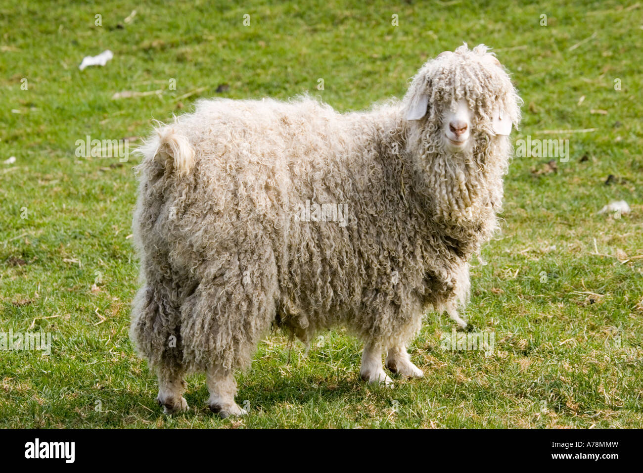 Capra di razza rara immagini e fotografie stock ad alta risoluzione - Alamy