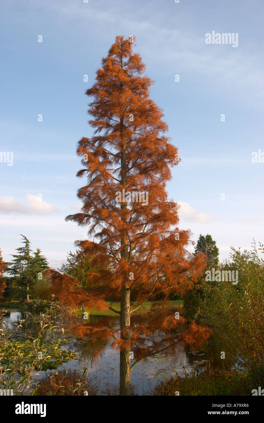 Taxodium distichum var imbricatum Nutans Foto stock - Alamy
