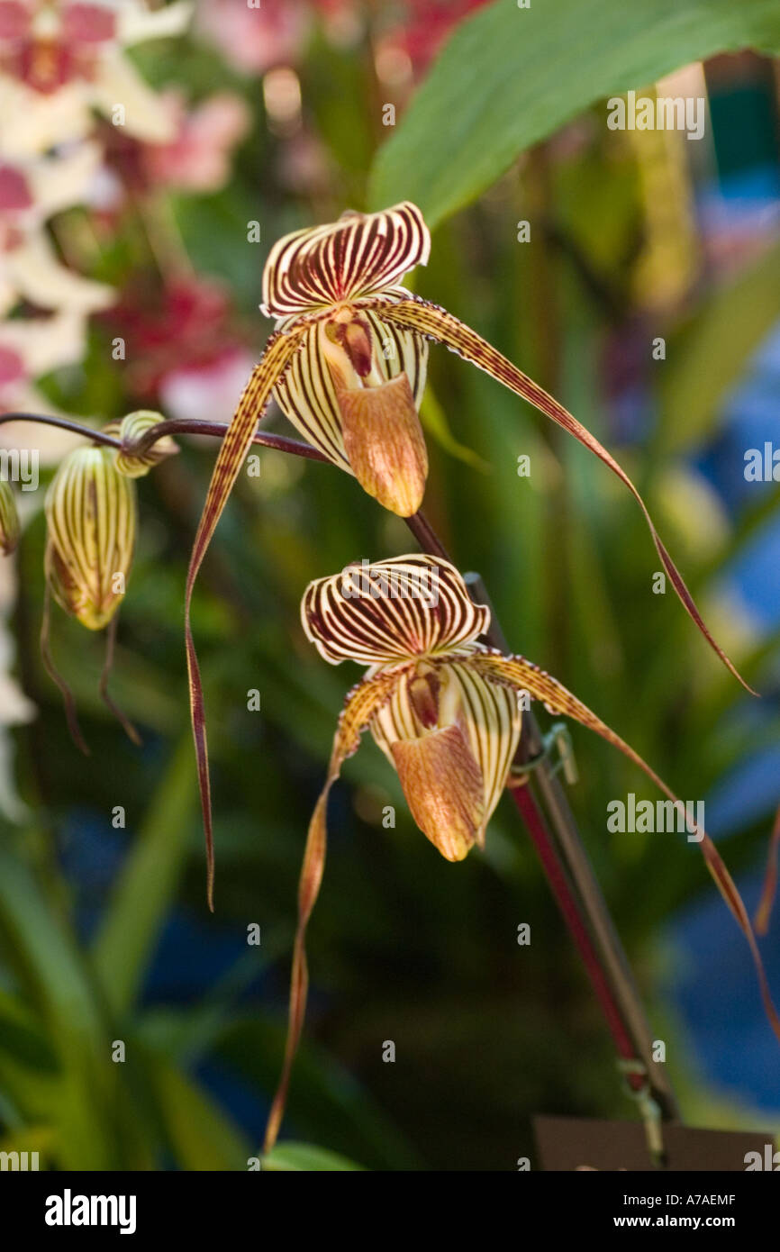 Paphiopedilum orchid Saint Swithin Foto stock - Alamy