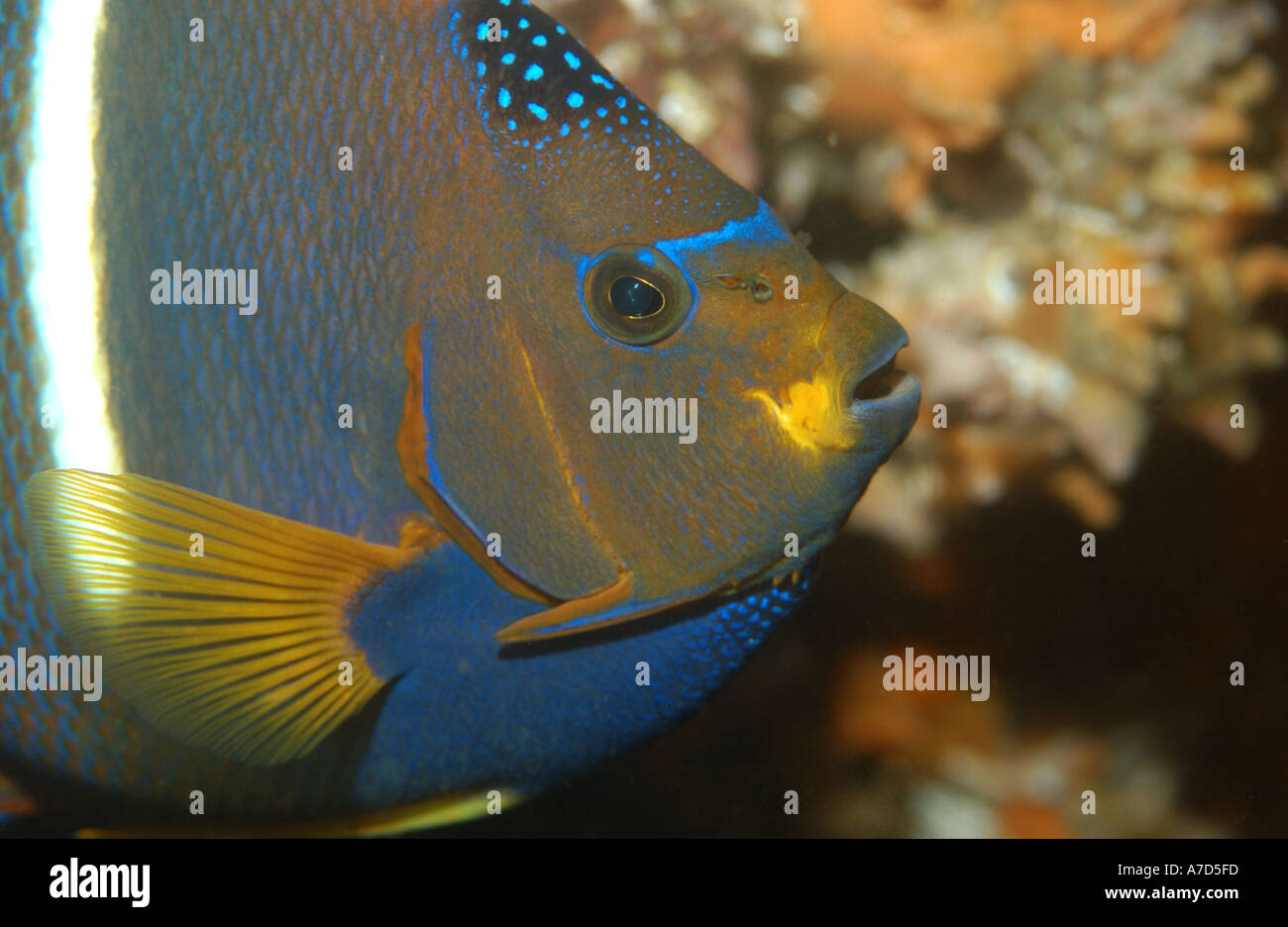 Passer angelfish immagini e fotografie stock ad alta risoluzione - Alamy