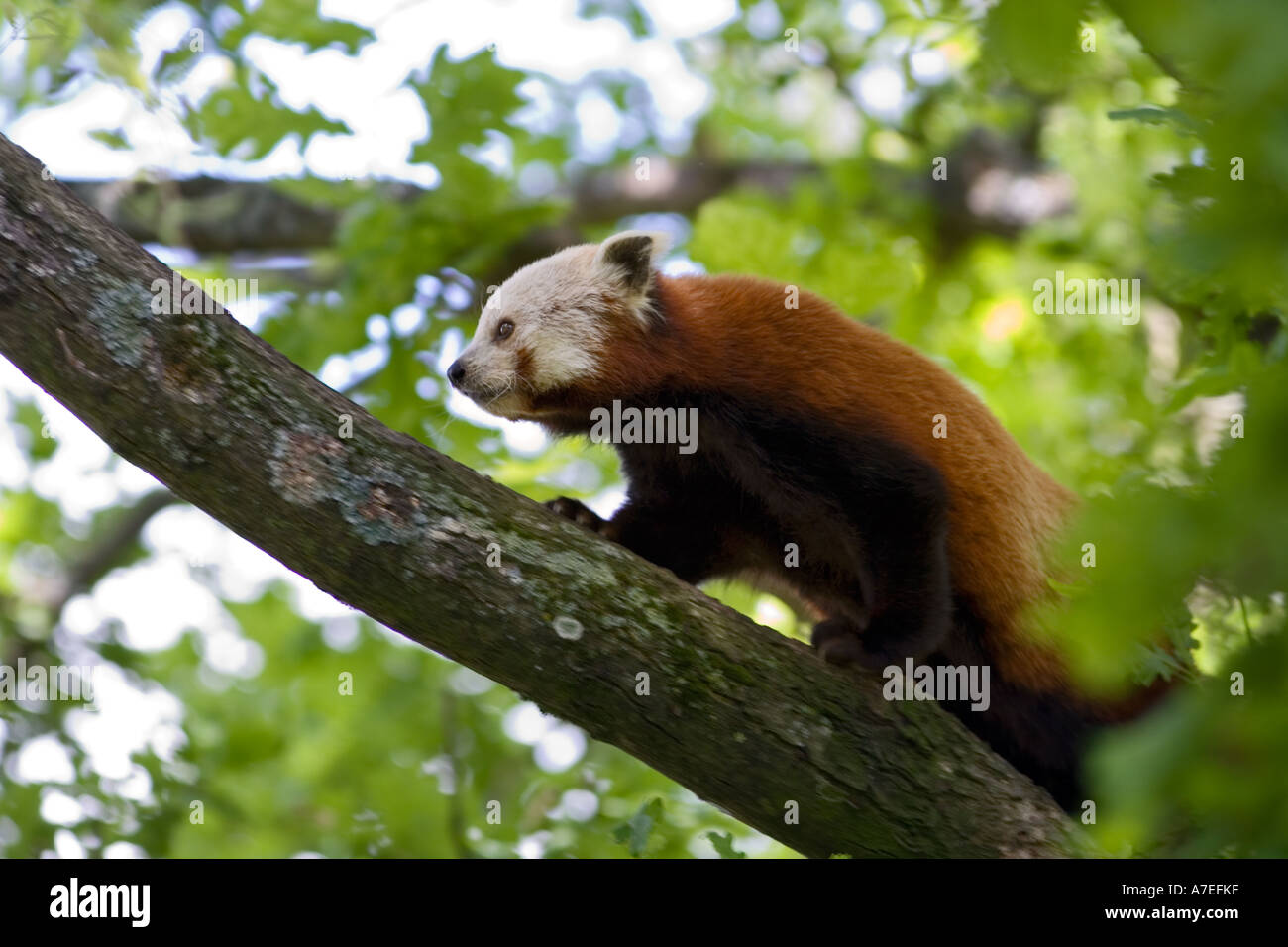 Panda rosso himalayano immagini e fotografie stock ad alta risoluzione ...