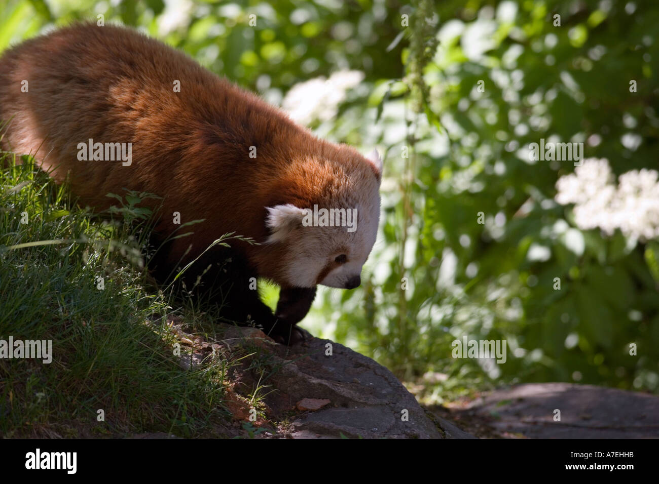Panda rosso himalayano immagini e fotografie stock ad alta risoluzione ...